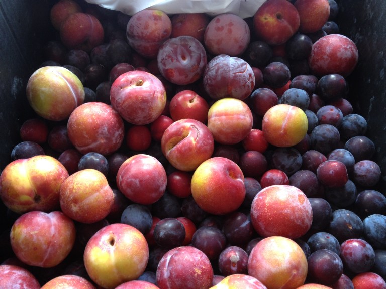 What to do with a glut of…plums | In Search of Golden Pudding